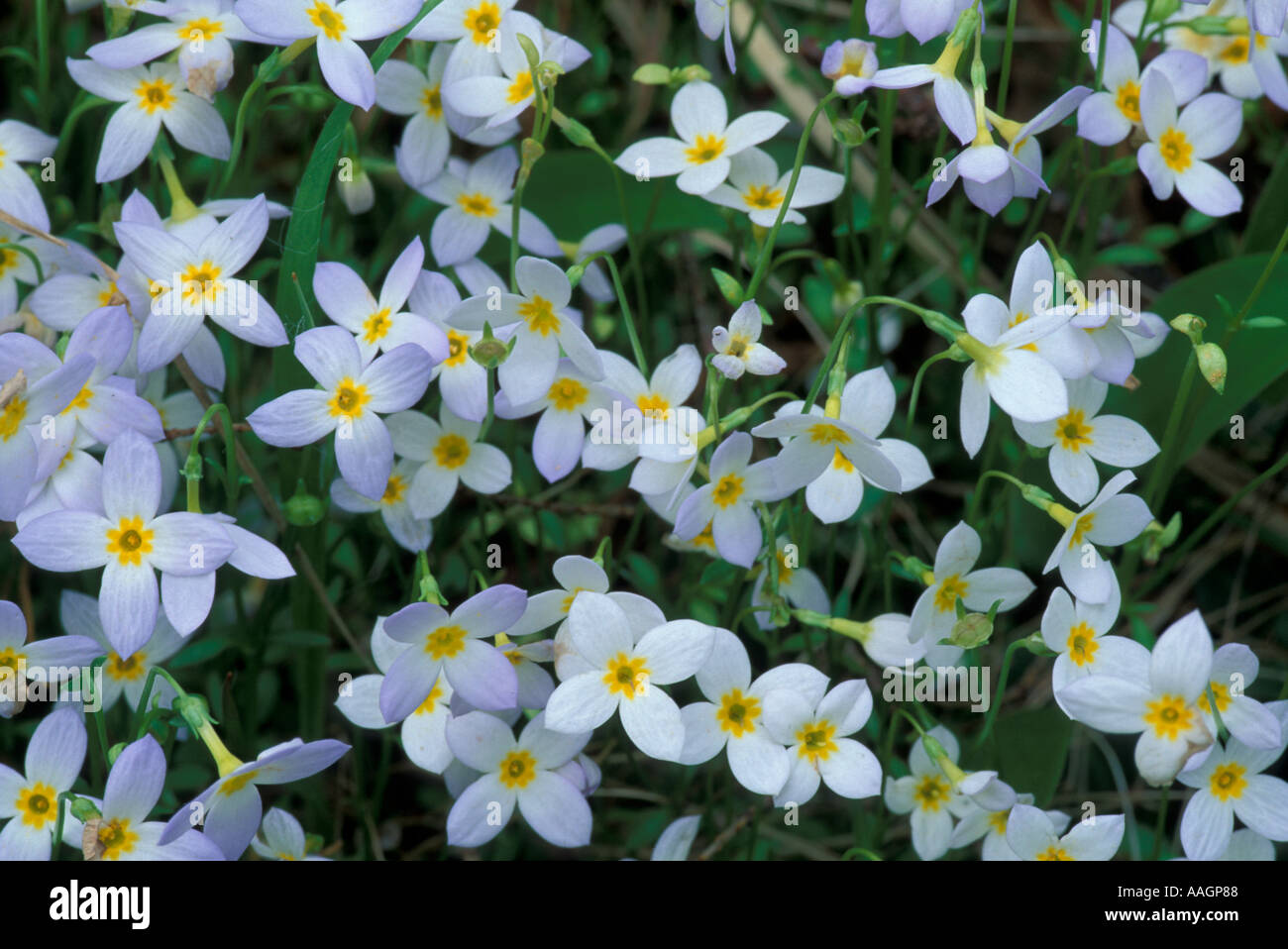 Houstonia caerulea hi-res stock photography and images - Alamy