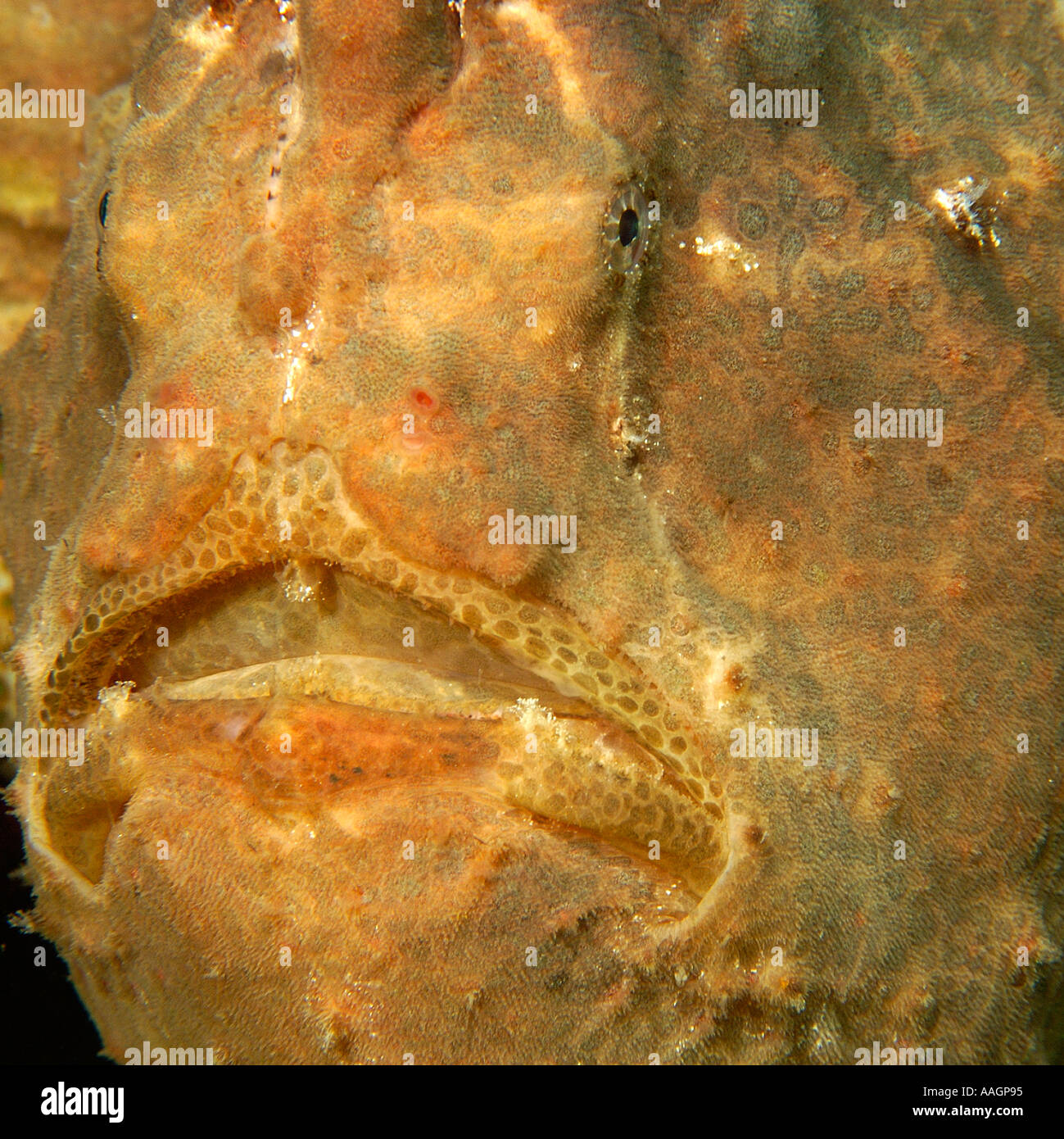 Giant frogfish Antennarius commersoni head detail Dumaguete Negros ...