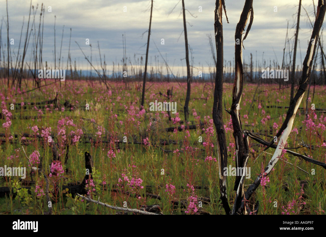 Fireweed forest burn hi-res stock photography and images - Alamy