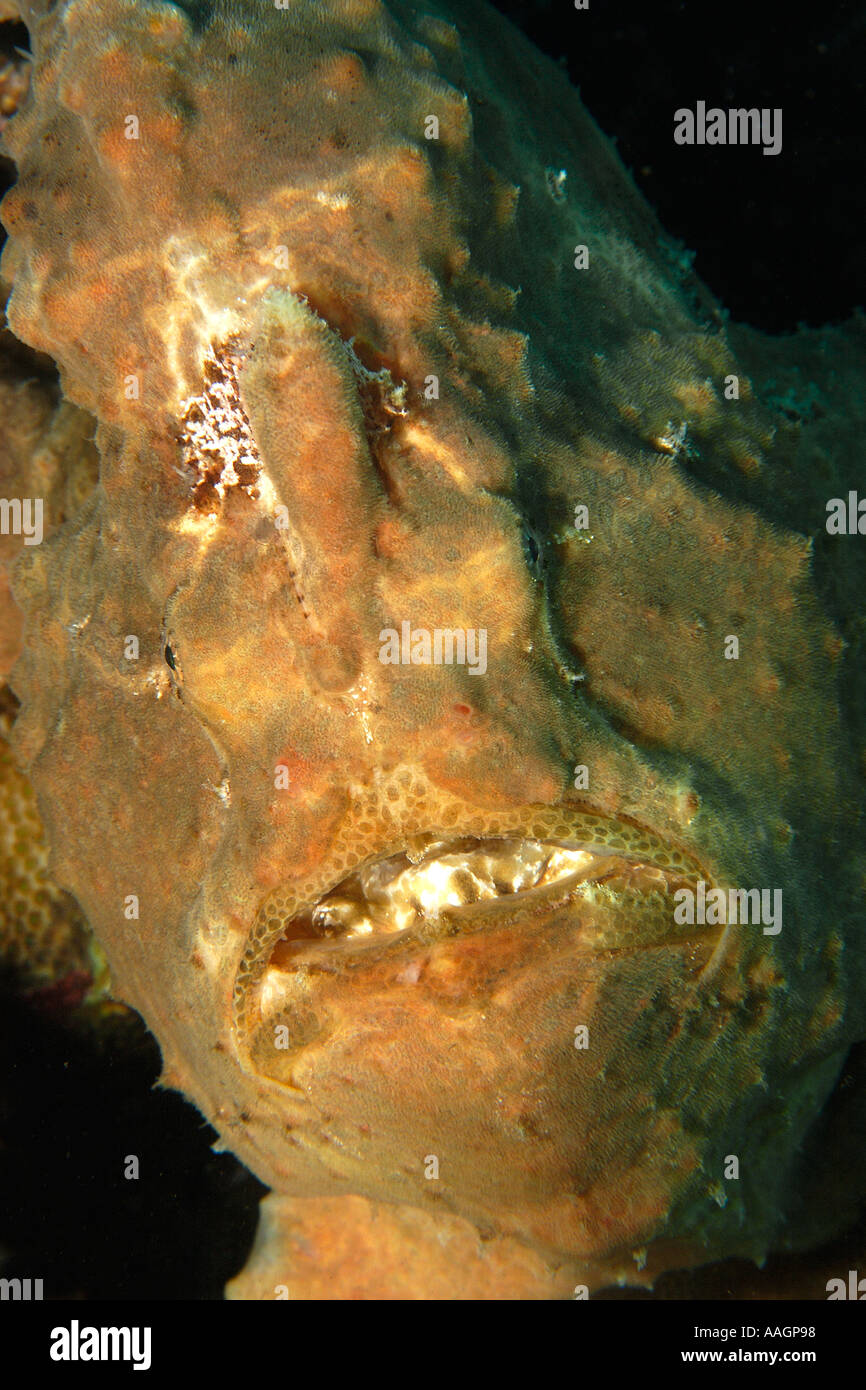 Giant frogfish Antennarius commersoni Dumaguete Negros Island ...