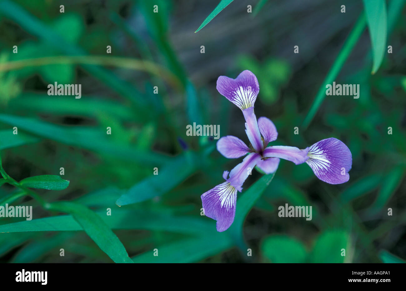 Error NH Large Blue Flags Iris versicolor in a marsh next to the ...