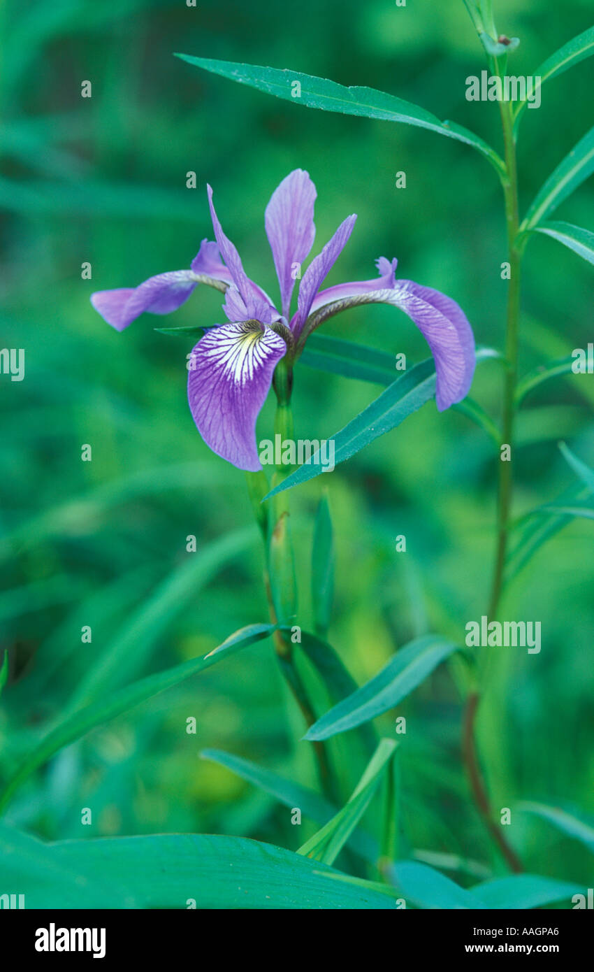 Error NH Large Blue Flags Iris versicolor in a marsh next to the ...