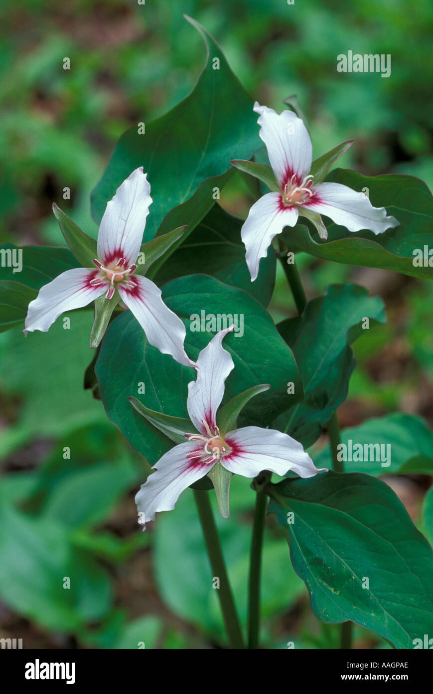 Painted trillium flower hi-res stock photography and images - Alamy