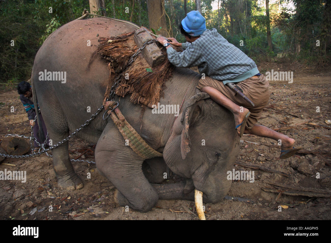 Elephant master hi-res stock photography and images - Alamy