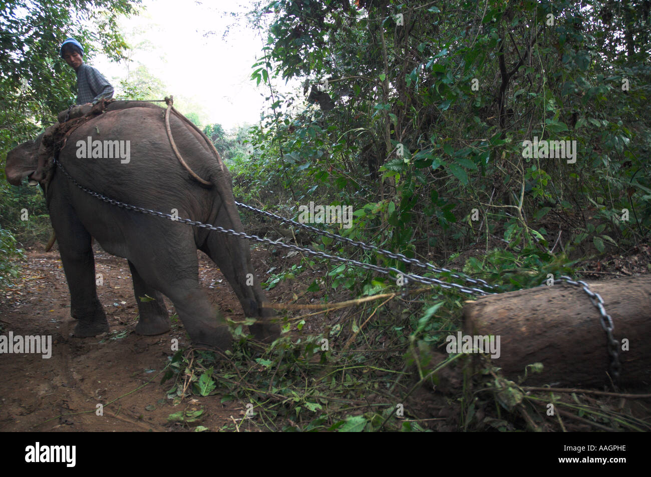 Elephant Pulling Tree High Resolution Stock Photography and Images - Alamy