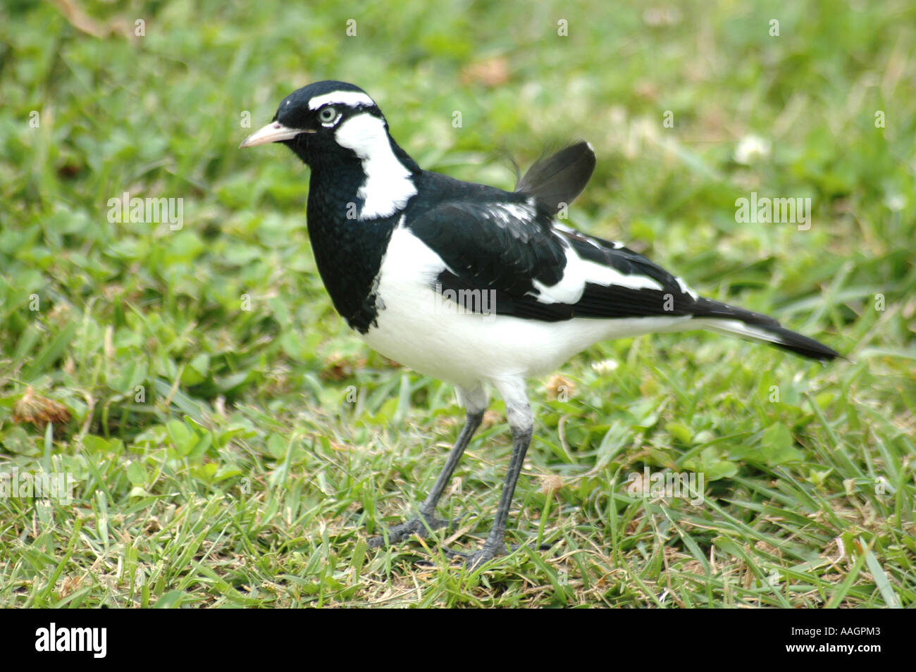 Murray magpie hi-res stock photography and images - Alamy