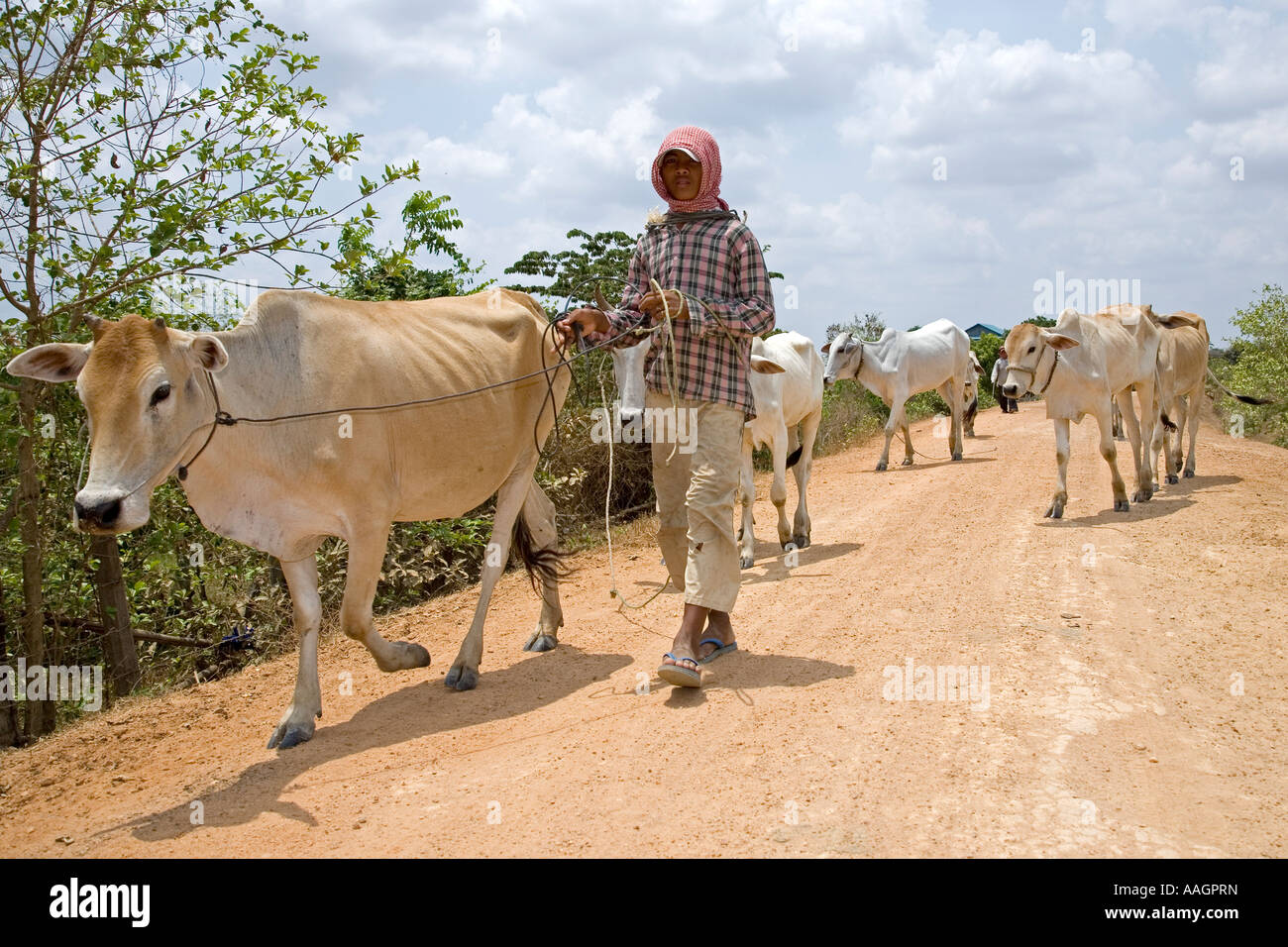 Peasant farmer Takmao Cambodia Stock Photo - Alamy