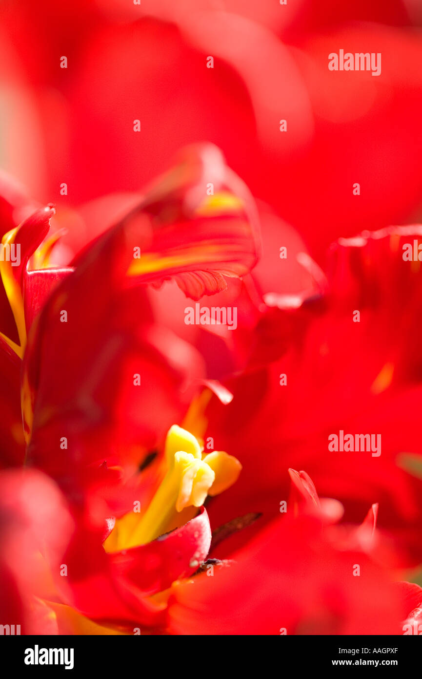 a red parrot tulip flower Stock Photo - Alamy