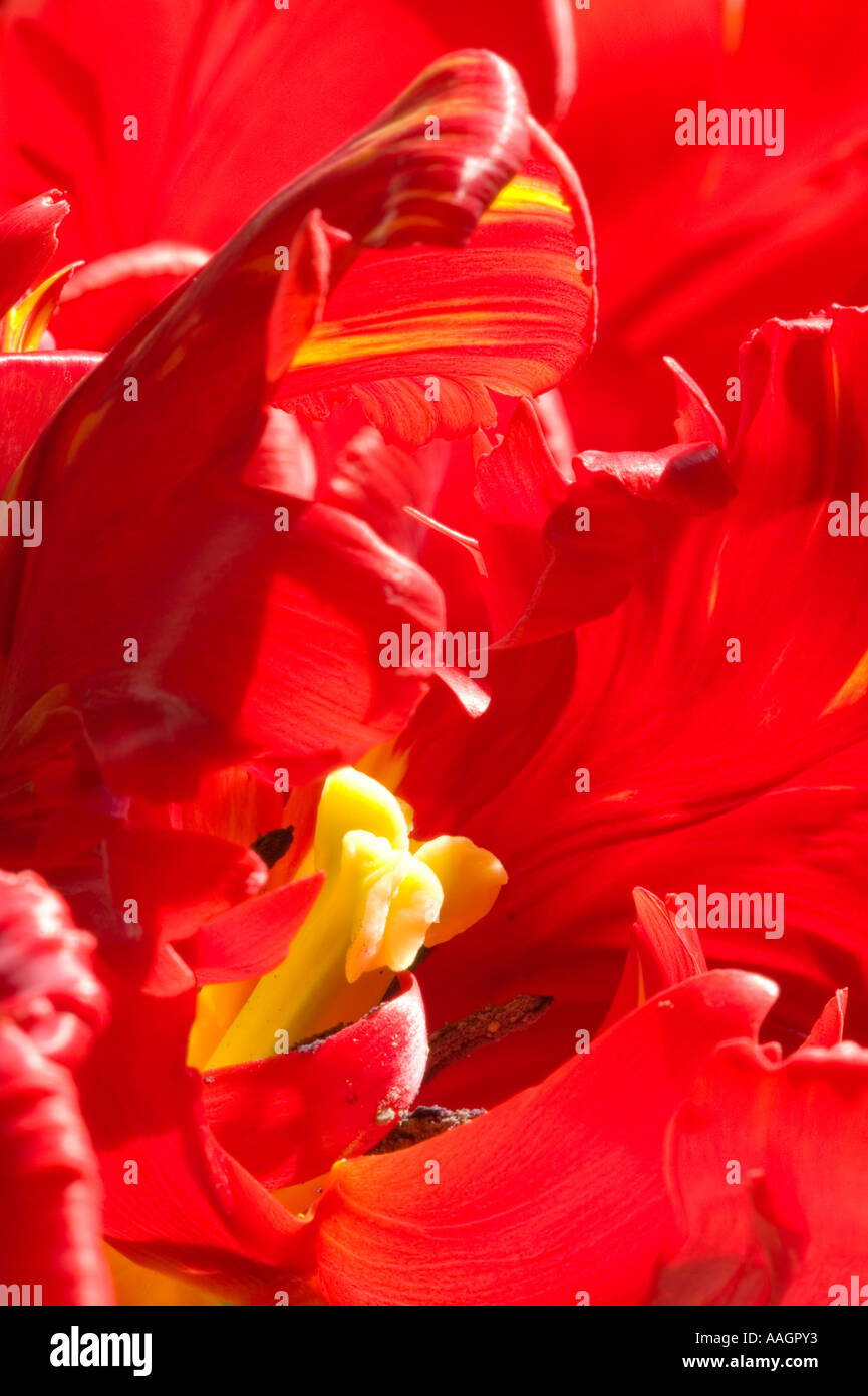 a red parrot tulip flower Stock Photo - Alamy
