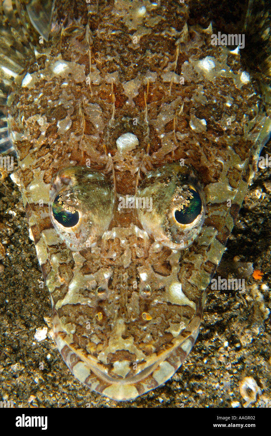 Fringelip flathead Thysanophrys otaitensis head detail Dumaguete Negros ...