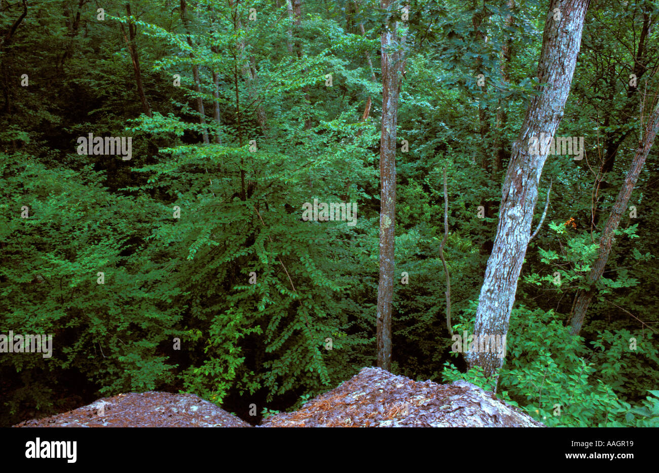 Hickory forests hi-res stock photography and images - Alamy
