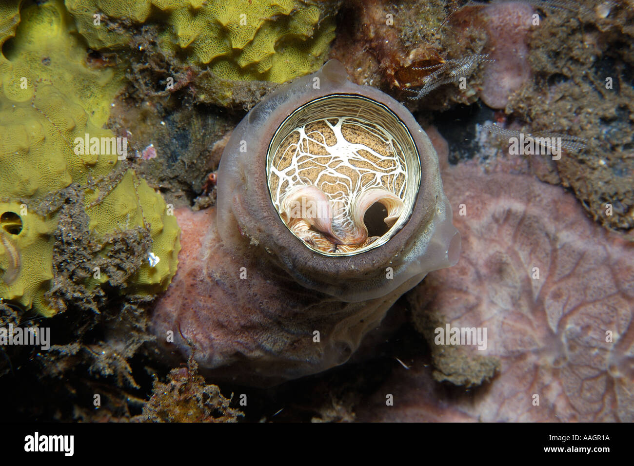 Vermetidae hi-res stock photography and images - Alamy