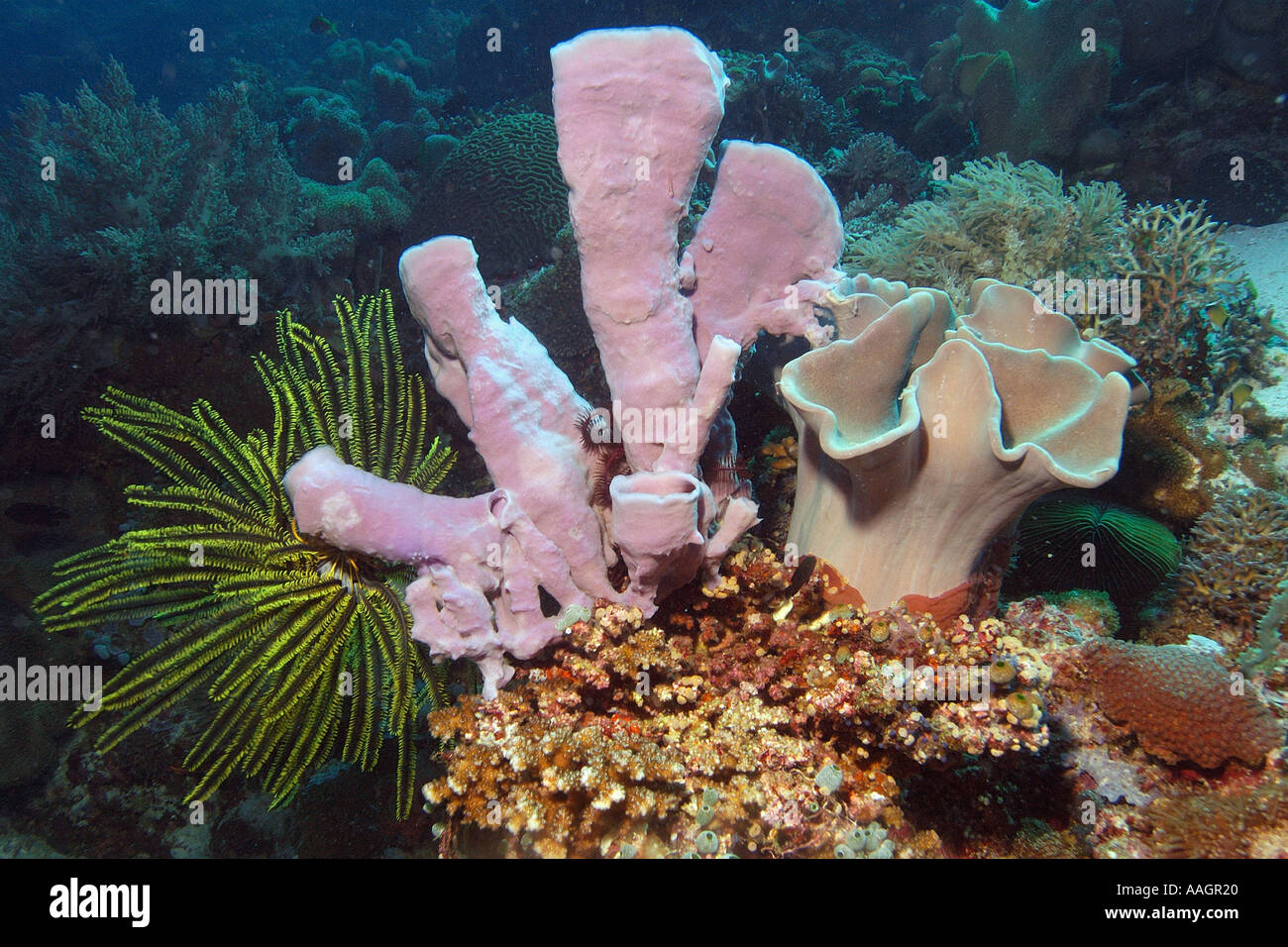 Corals feather stars and sponges Apo Island marine reserve Philippines ...