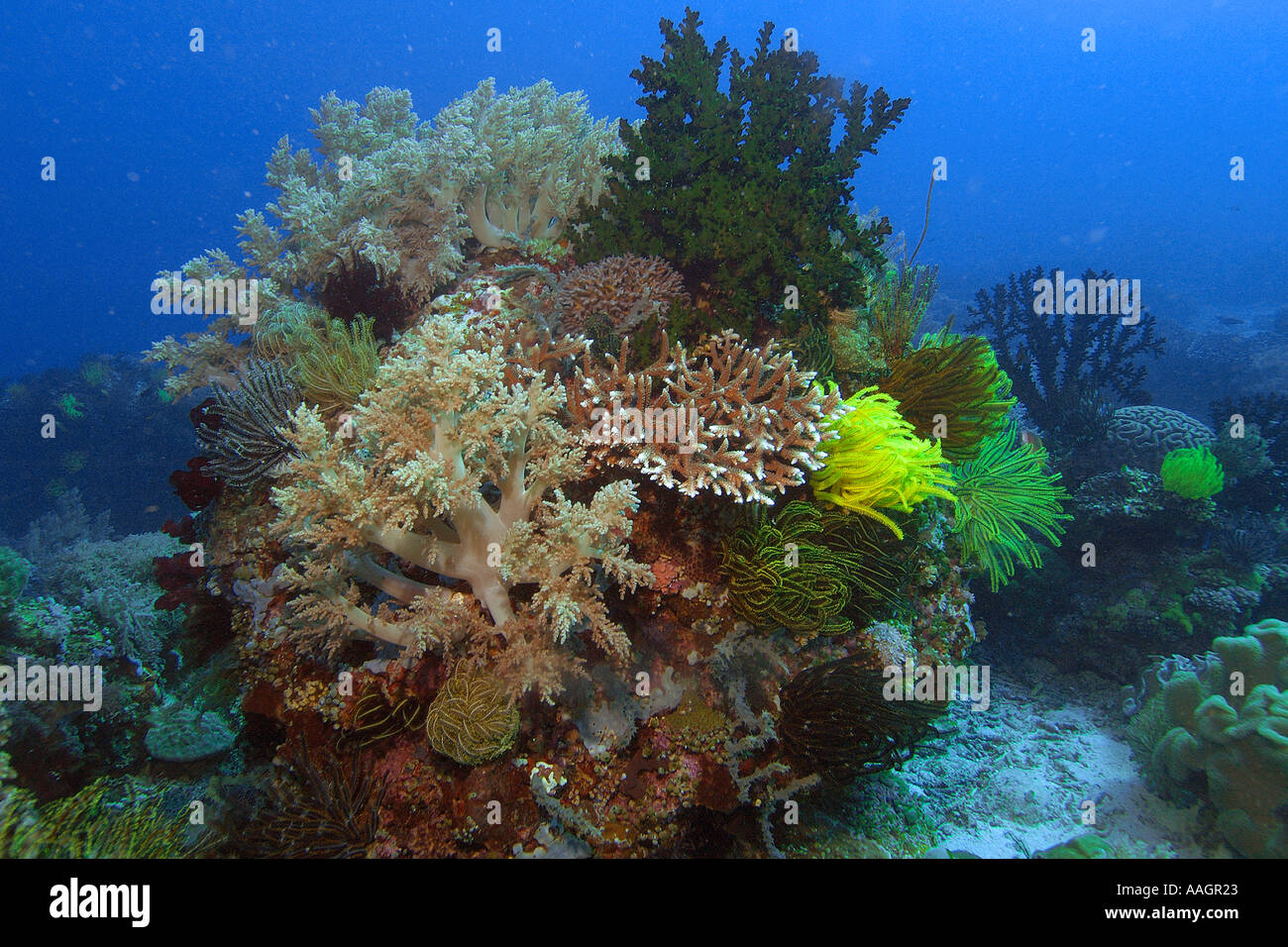 Highly diverse coral head Apo Island marine reserve Philippines Visayan ...
