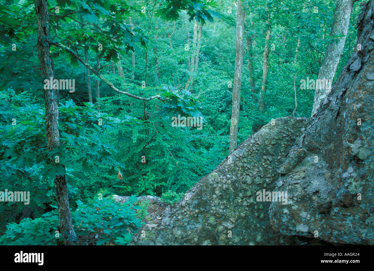 An oak hickory forest at the newly protected Sawyer Richardson property ...