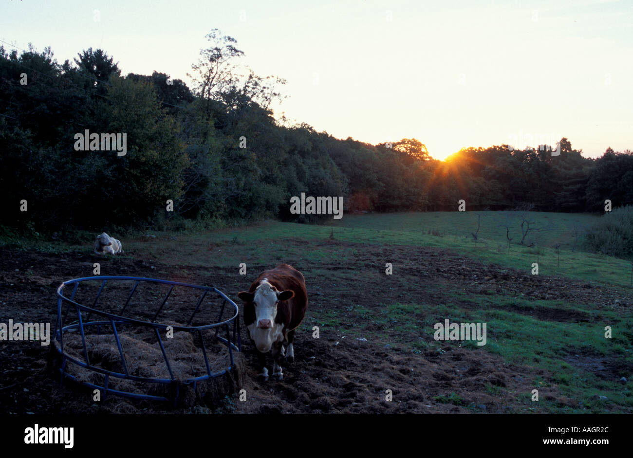 Schartner farms hi-res stock photography and images - Alamy