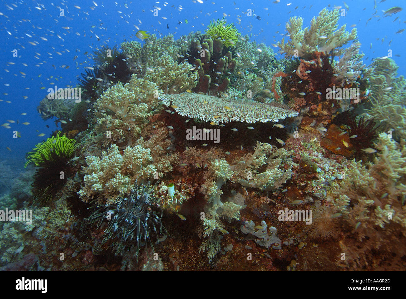 Highly diverse coral head Apo Island marine reserve Philippines Visayan ...