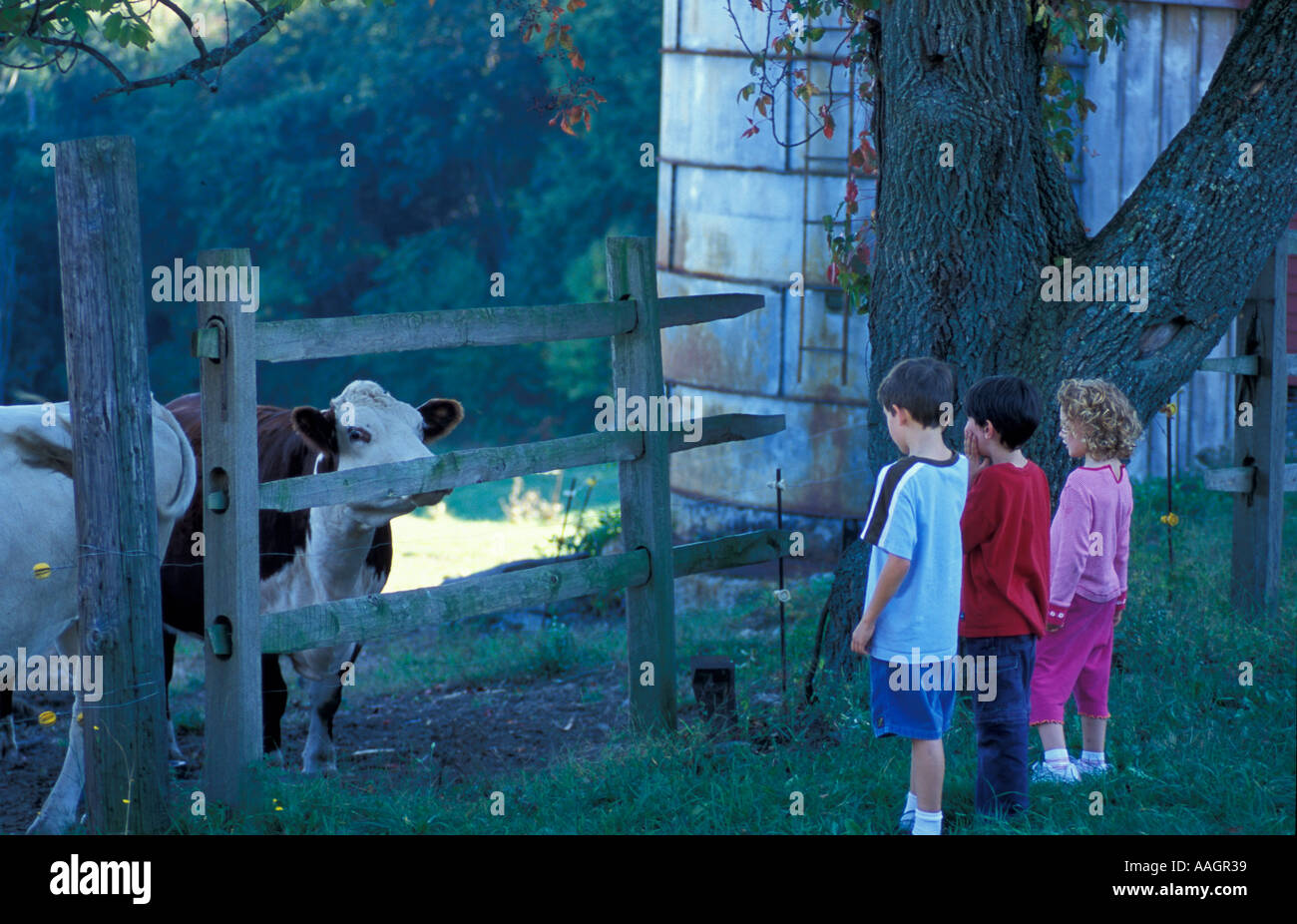 Bolton MA USA Kids watching cows on the Schartner Farm in Massachusetts ...