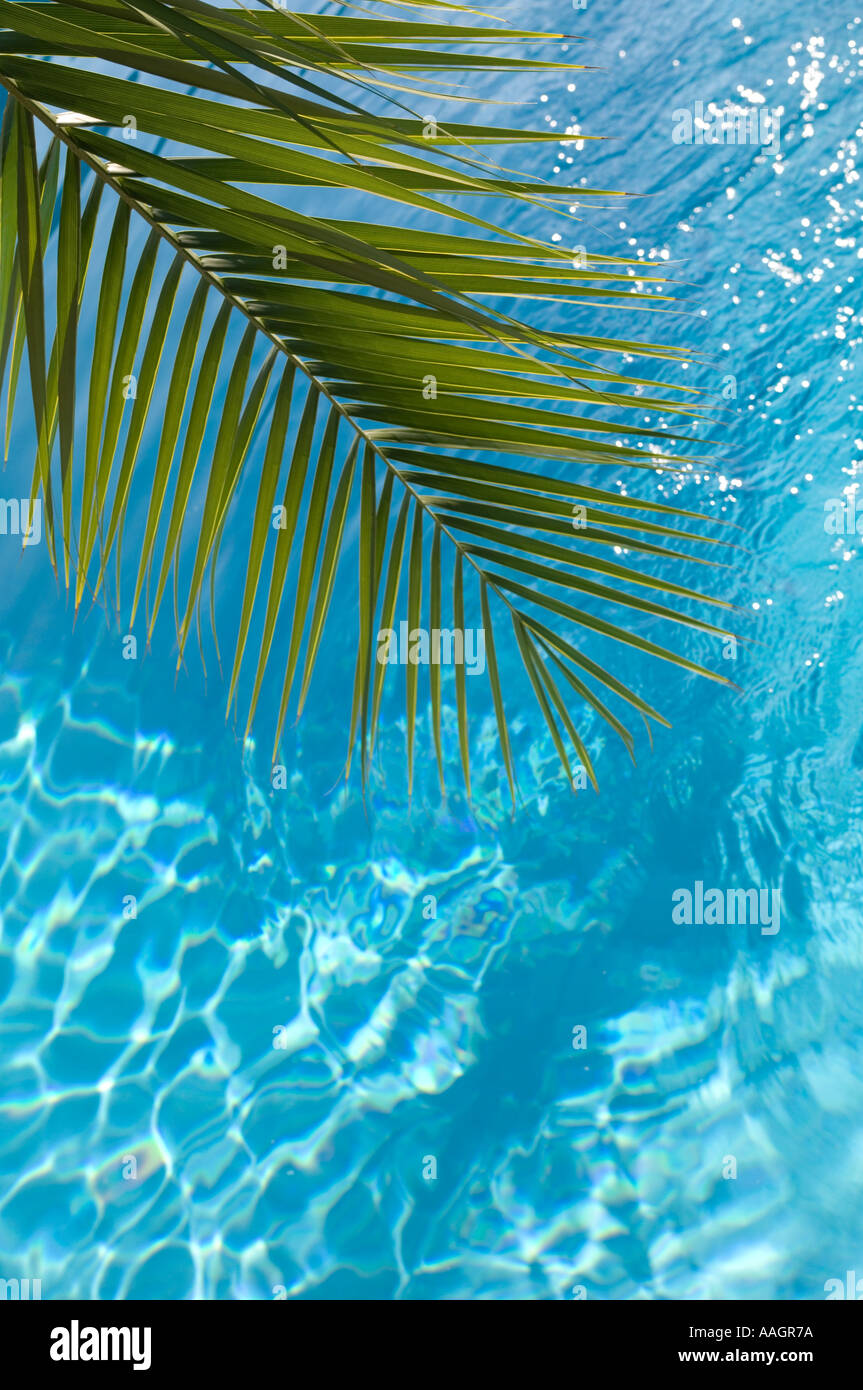 graceful tropical palm frond hangs over pool of crystal clear water ...