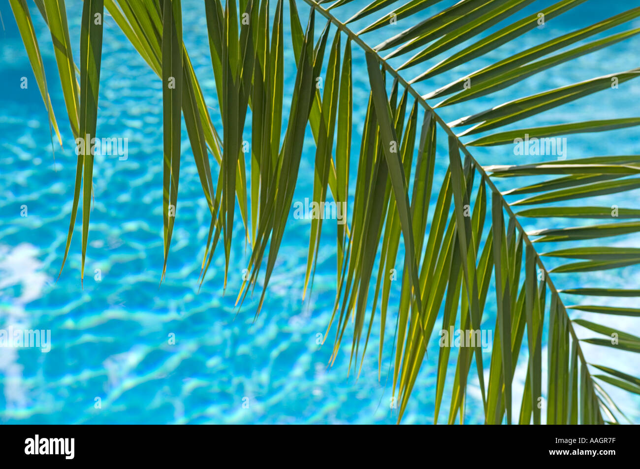 graceful tropical palm frond hangs over pool of crystal clear water ...