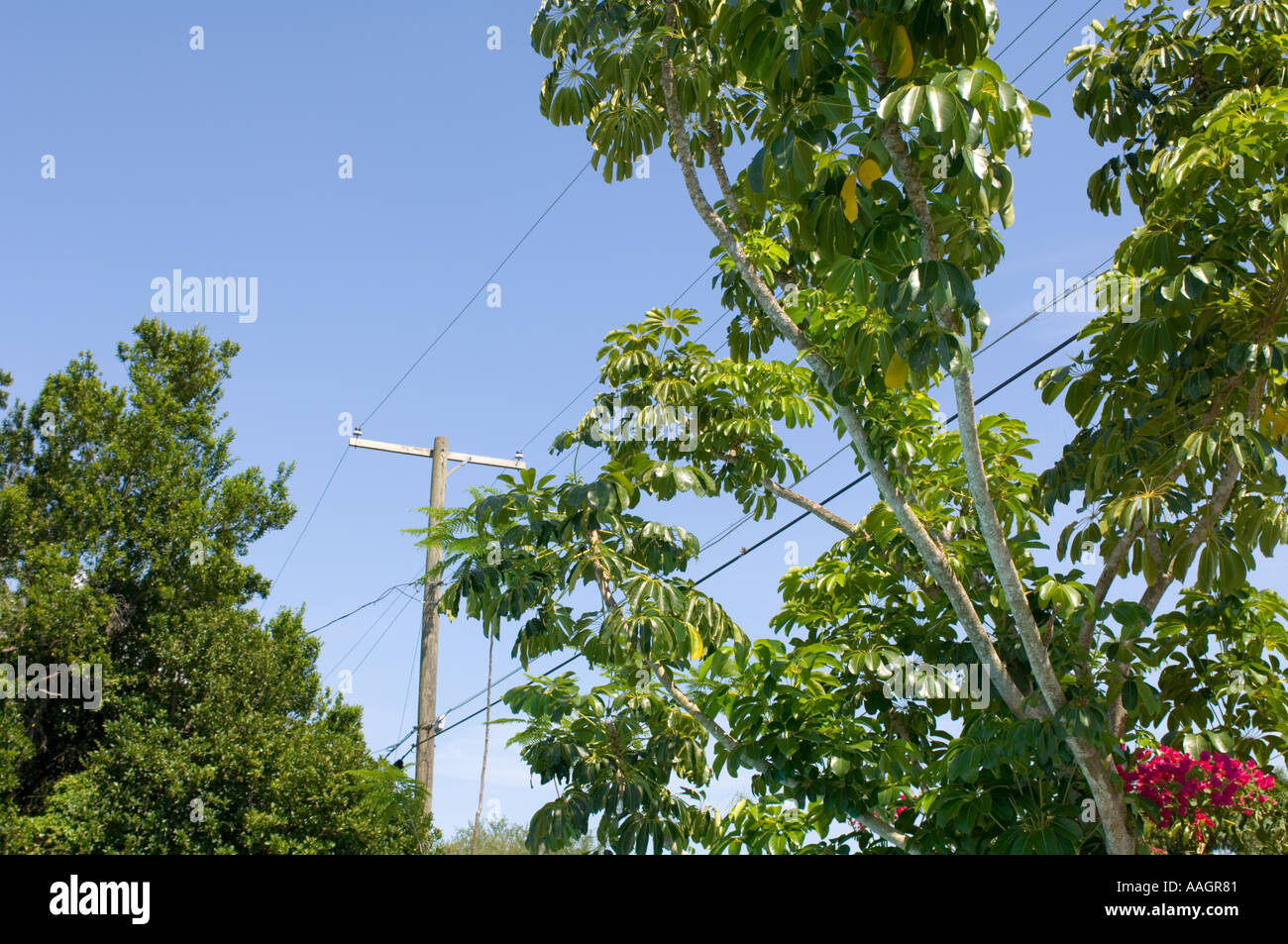 telephone pole and wires in tropical rain forest jungle Stock Photo - Alamy