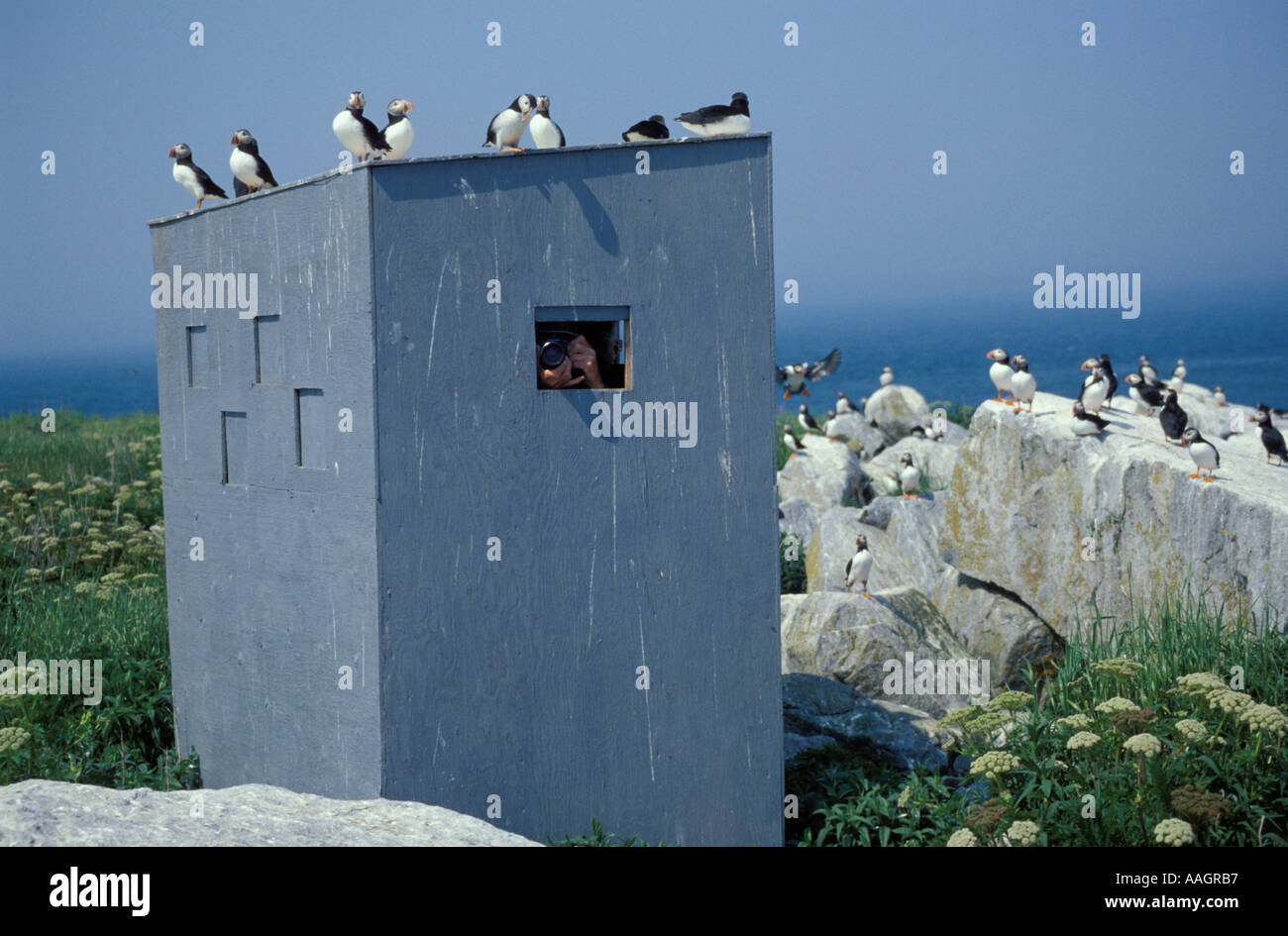 Machias Seal Island, In a photography blind watching for Atlantic ...