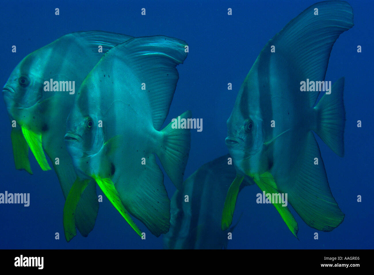 Longfin spadefish Platax teira schooling Dauin Dumaguete Negros Island ...