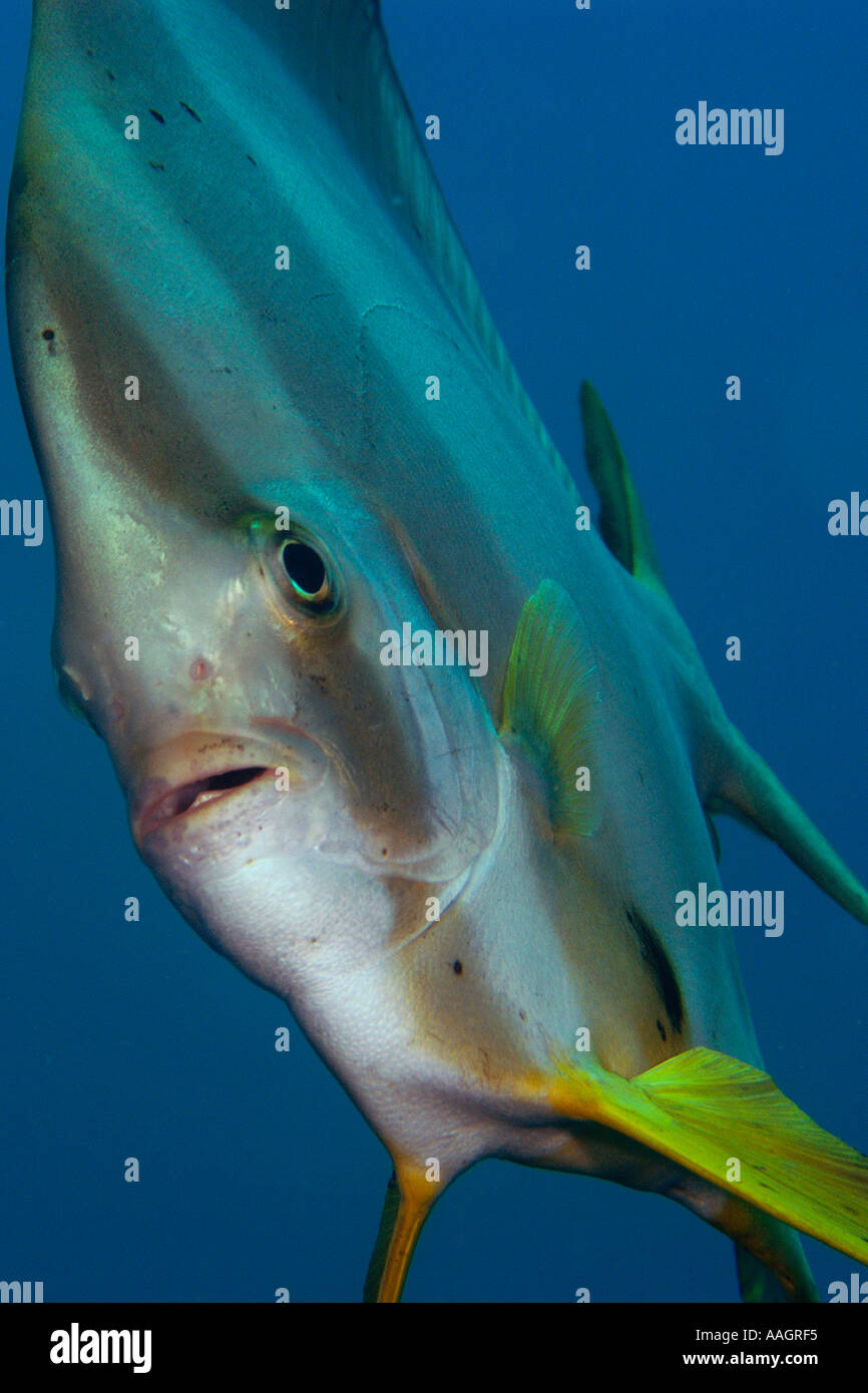 Longfin spadefish Platax teira Dauin Dumaguete Negros Island ...