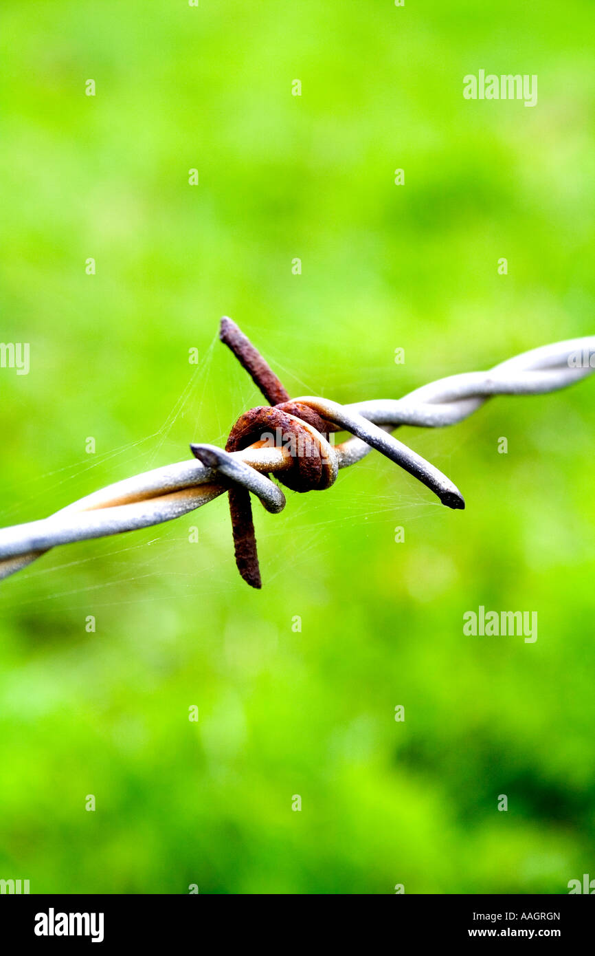 barbed wire up close Stock Photo - Alamy
