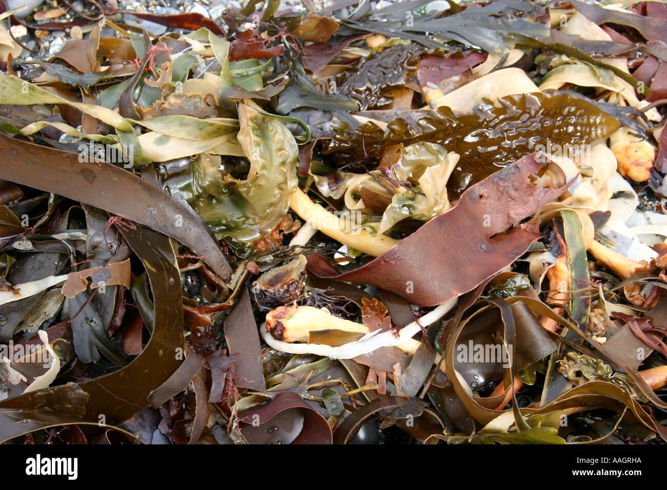 Bits of seaweed hi-res stock photography and images - Alamy