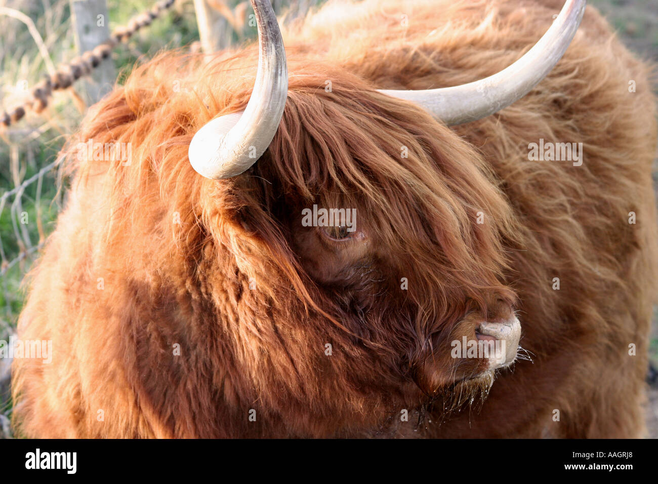 side of head view of higland cattle Stock Photo - Alamy
