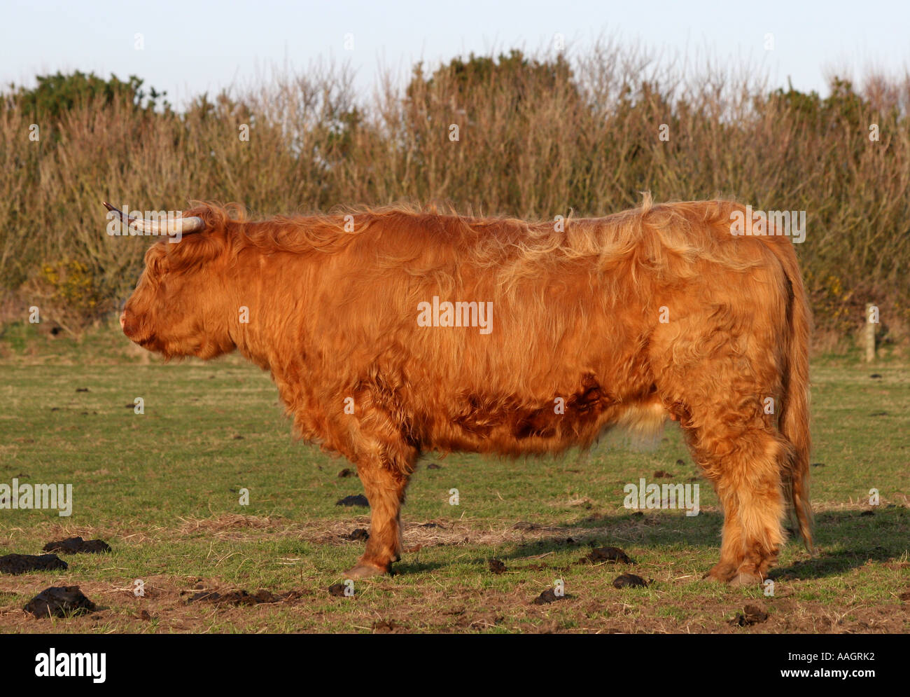 side view of a higland cattle Stock Photo - Alamy