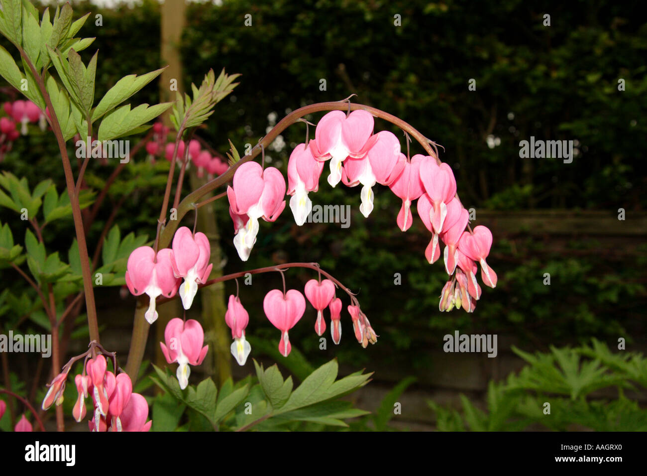 Dicentra Spectabilis Bleeding heart Stock Photo - Alamy