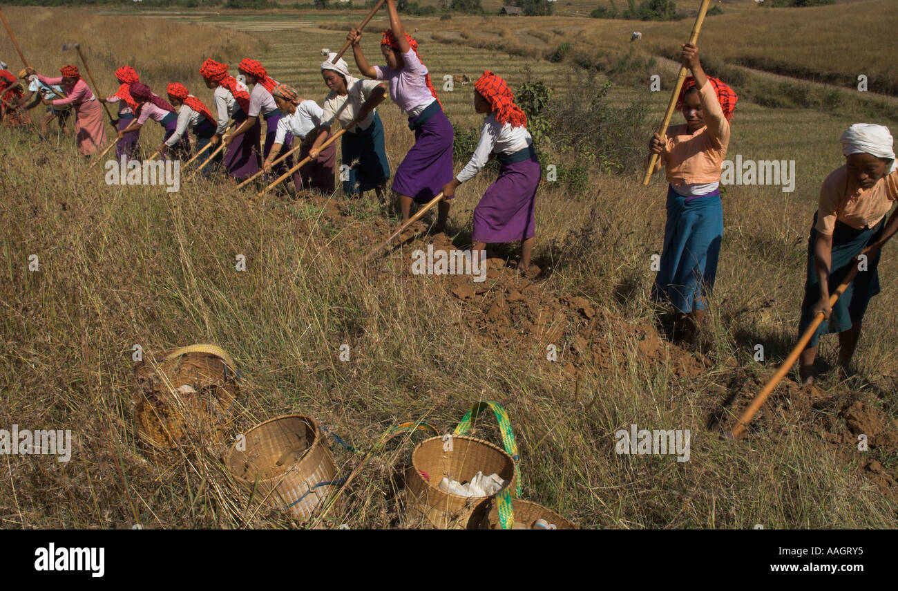 Women digging a trench hi-res stock photography and images - Alamy