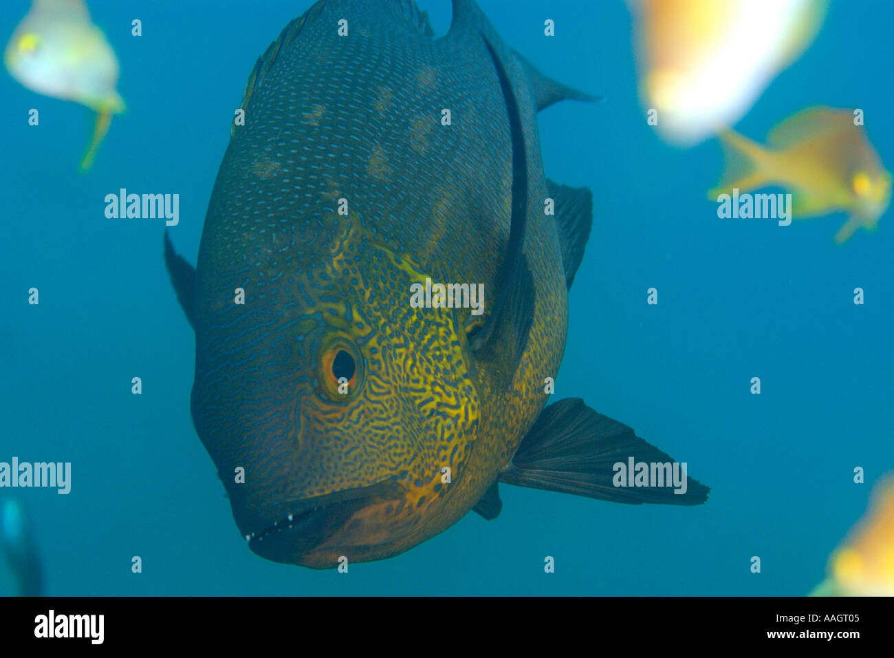 Midnight snapper Macolor macularis Dauin Dumaguete Negros Island ...