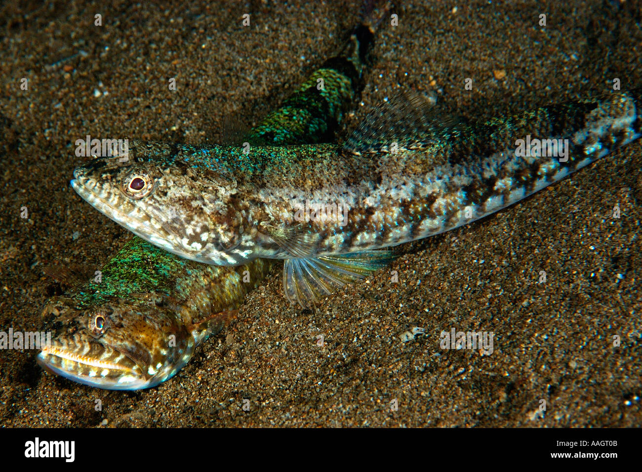 Clearfin lizardfish Synodus dermatogenys Dumaguete Negros Island ...