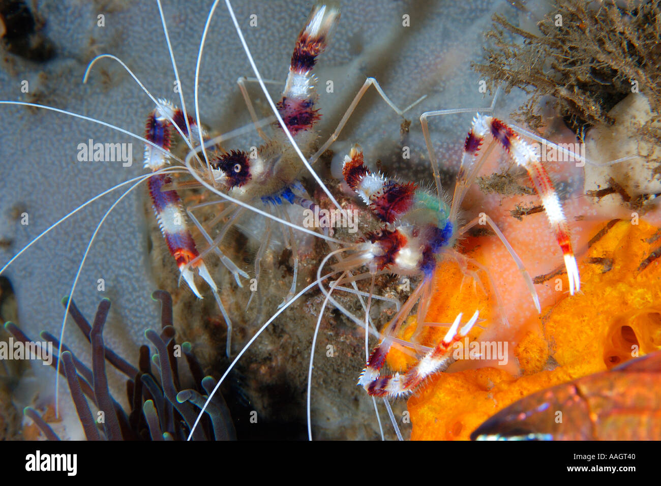 Banded coral cleaner shrimp Stenopus hispidus Dumaguete Negros Island ...