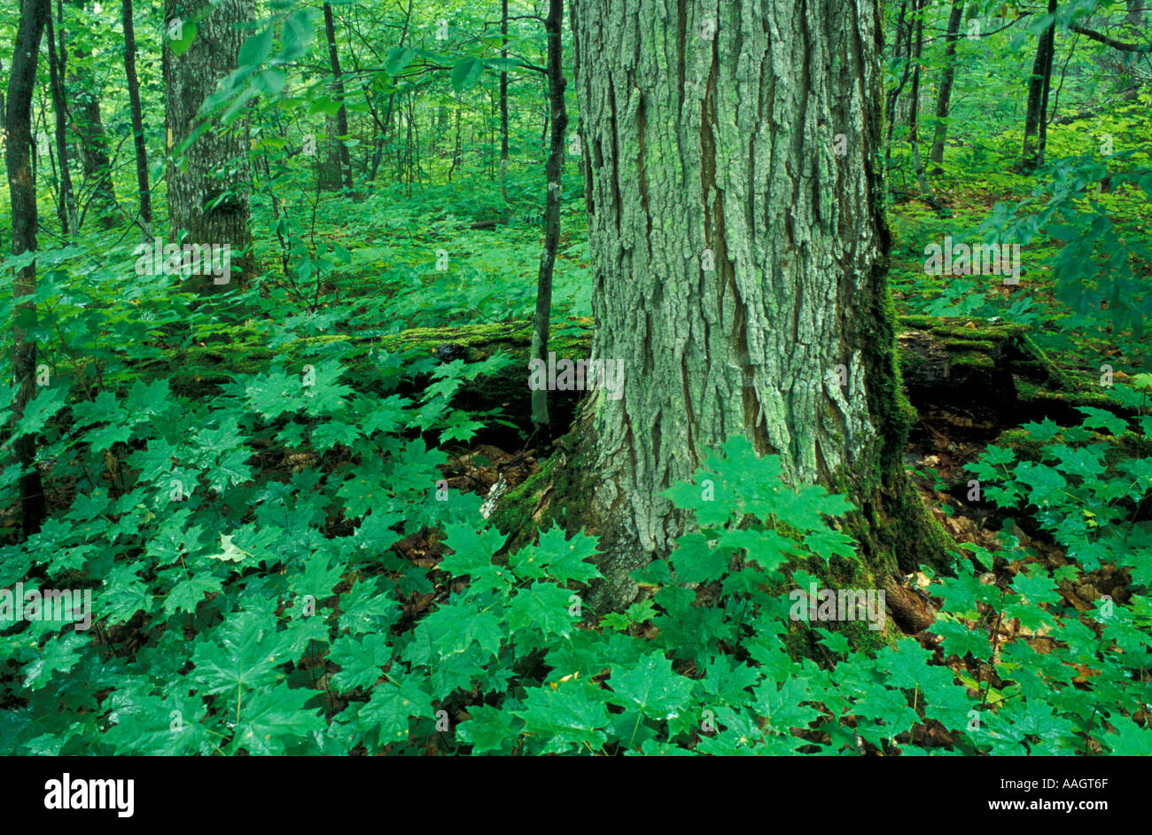T8 R10 Wels ME Sugar maples Acer saccharum in an old growth hardwood ...
