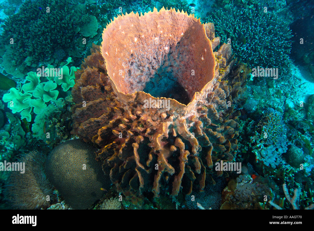 Giant barrel sponge Xestospongia testudinaria Apo island Marine Reserve ...