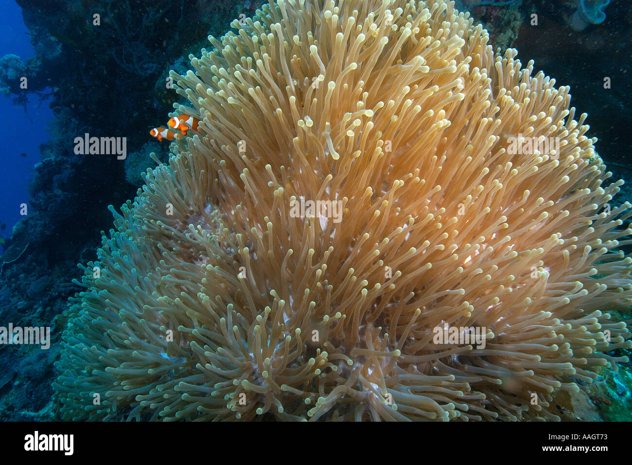 Stichodactyla gigantea hi-res stock photography and images - Alamy