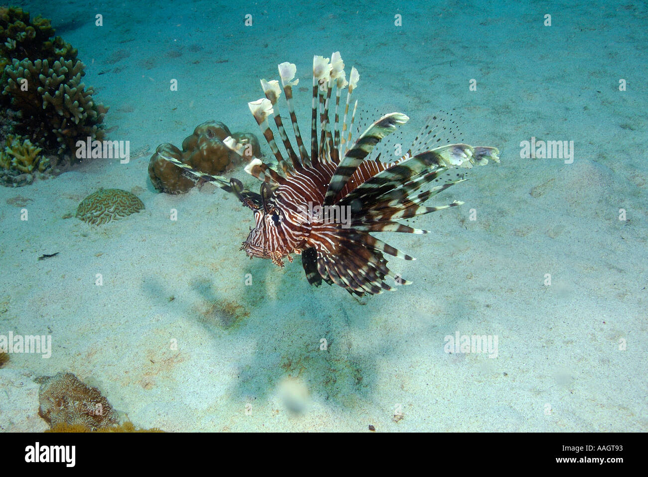 Common lionfish Pterois volitans Dumaguete Negros Island Philippines ...