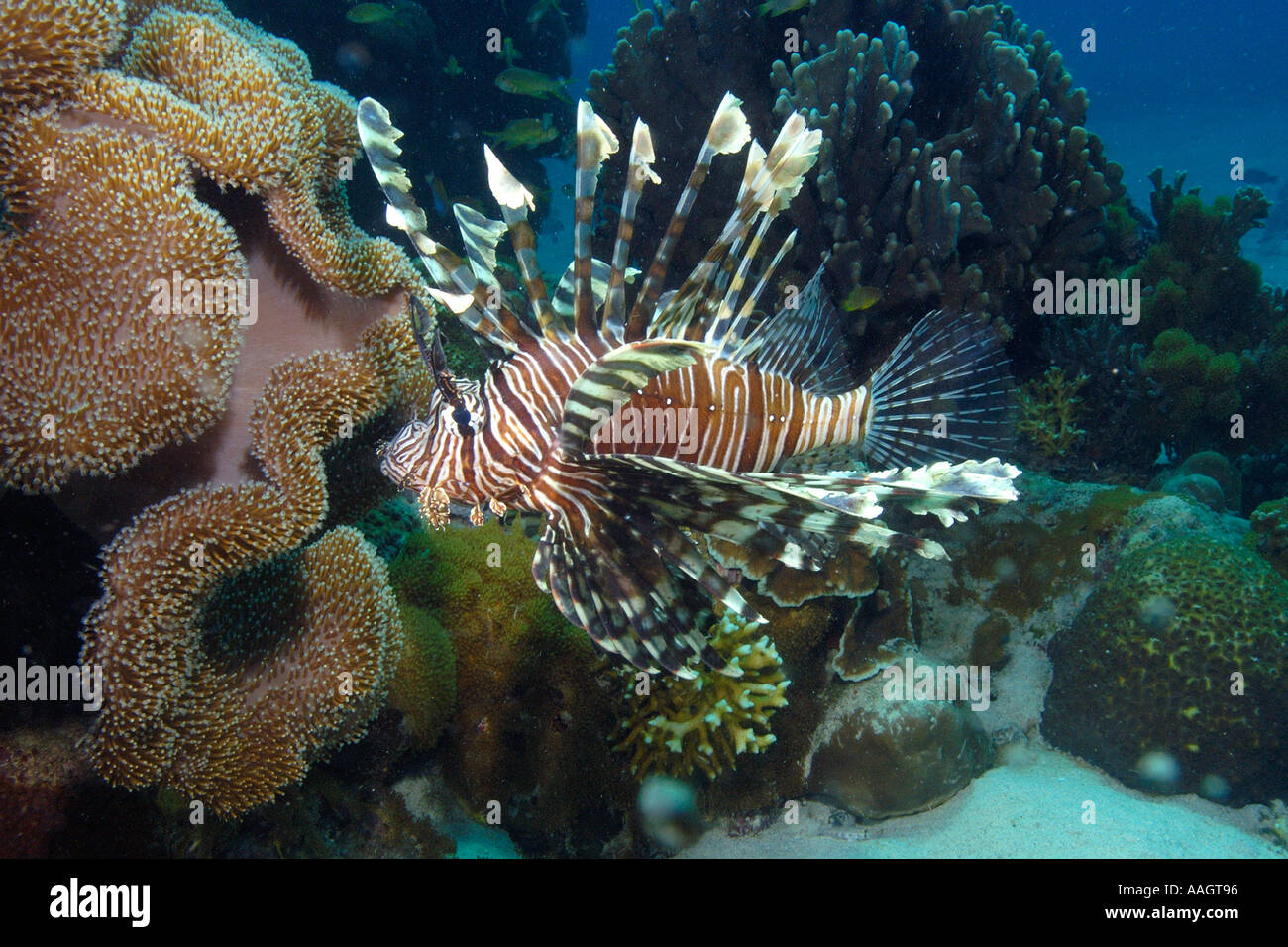 Common lionfish Pterois volitans Dumaguete Negros Island Philippines ...