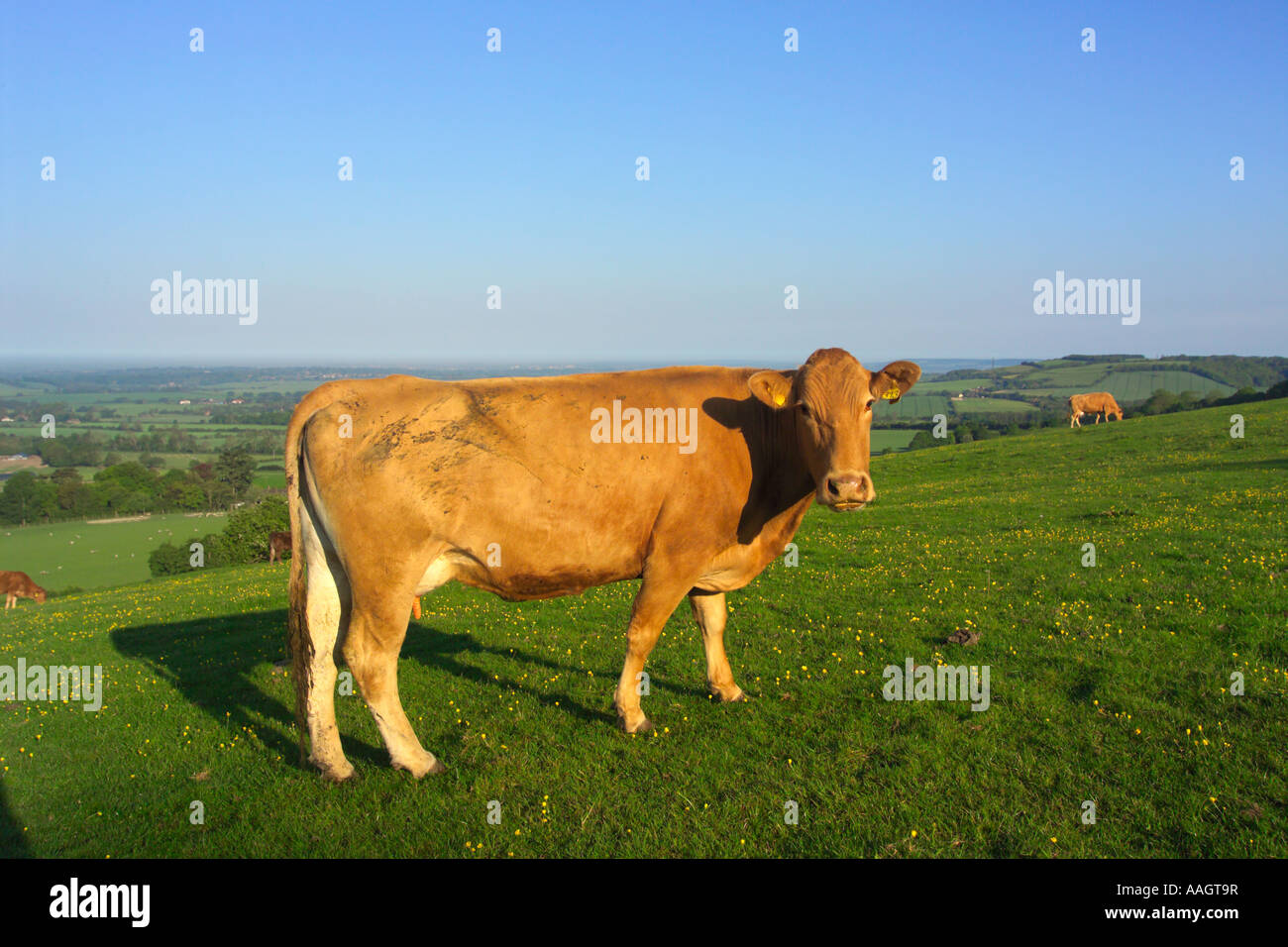 Dairy cow in field north downs looking over farming land country homes ...