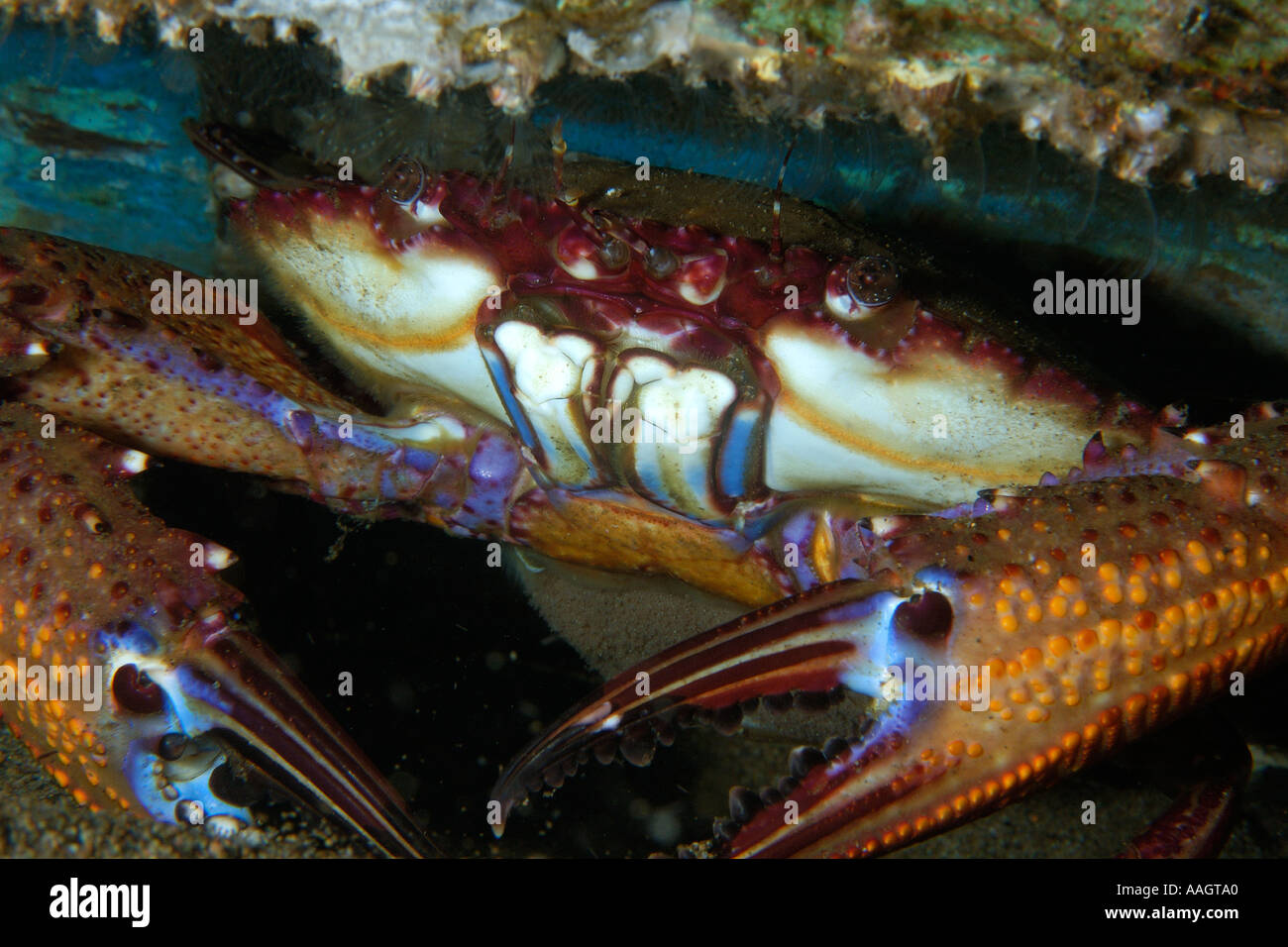 Swimming crab Cronius sp Dumaguete Negros Island Philippines Stock ...