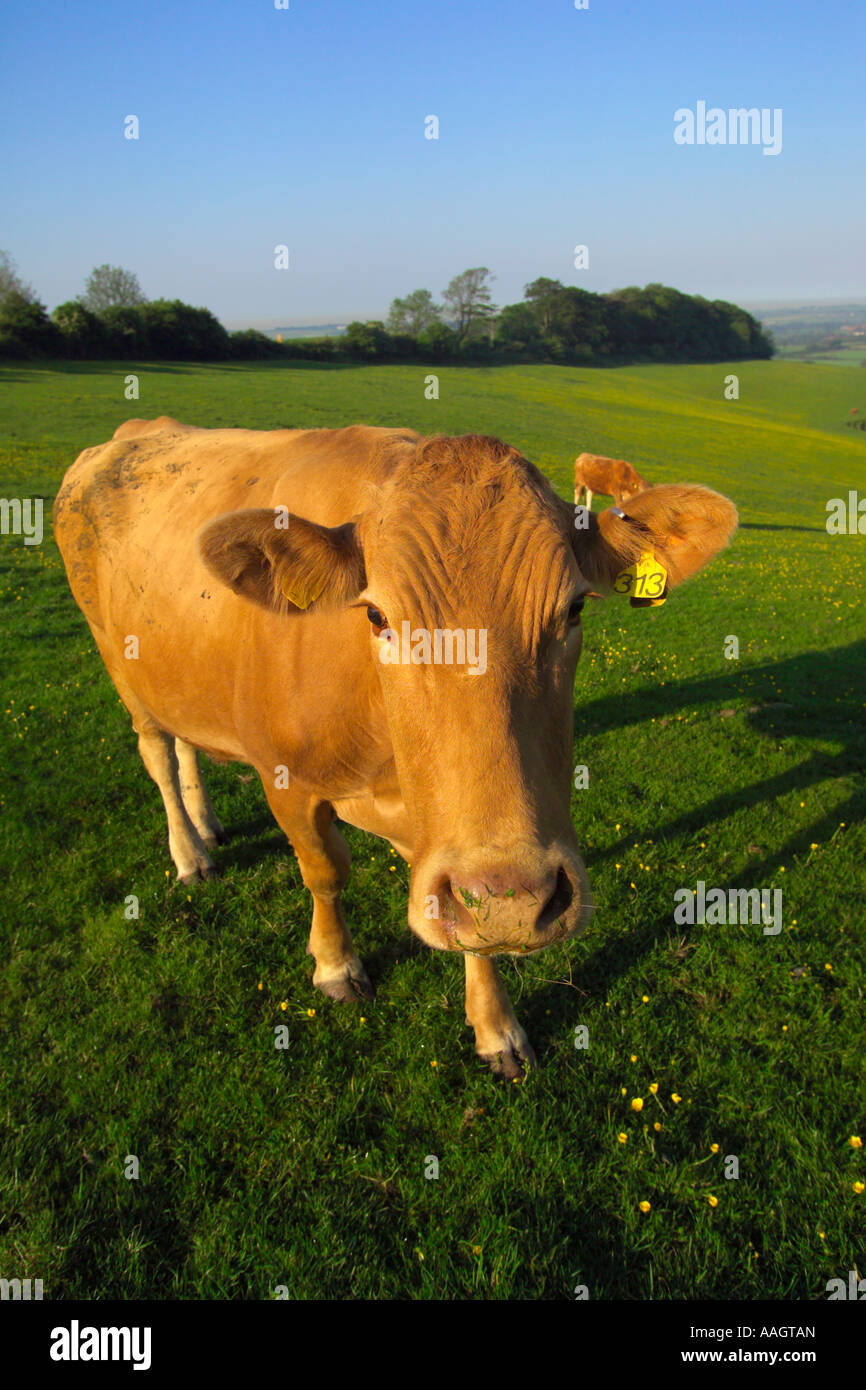 Dairy cow in field north downs looking over farming land country homes ...