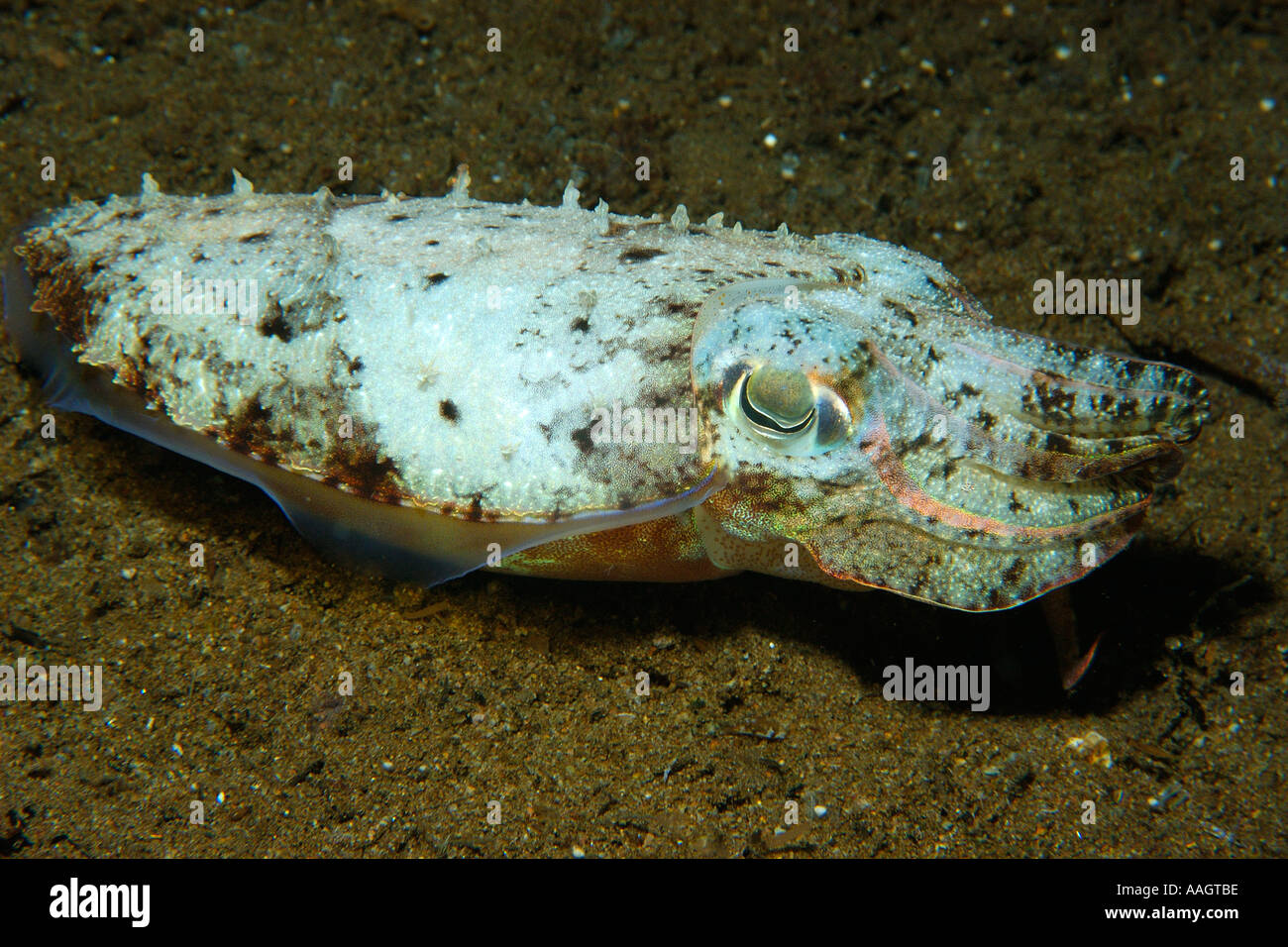 Needle cuttlefish Sepia aculeata at night Dumaguete Negros Island ...