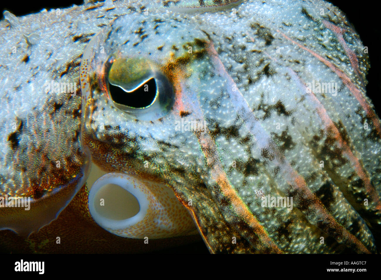 Needle cuttlefish Sepia aculeata eye and siphon Dumaguete Negros Island ...