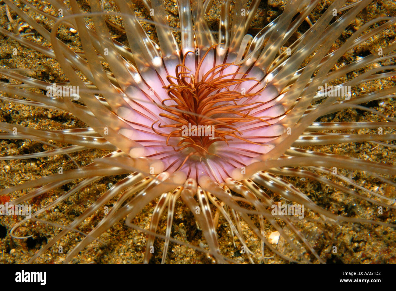 Tube anemone Cerianthus sp Dumaguete Negros Island Philippines Stock ...