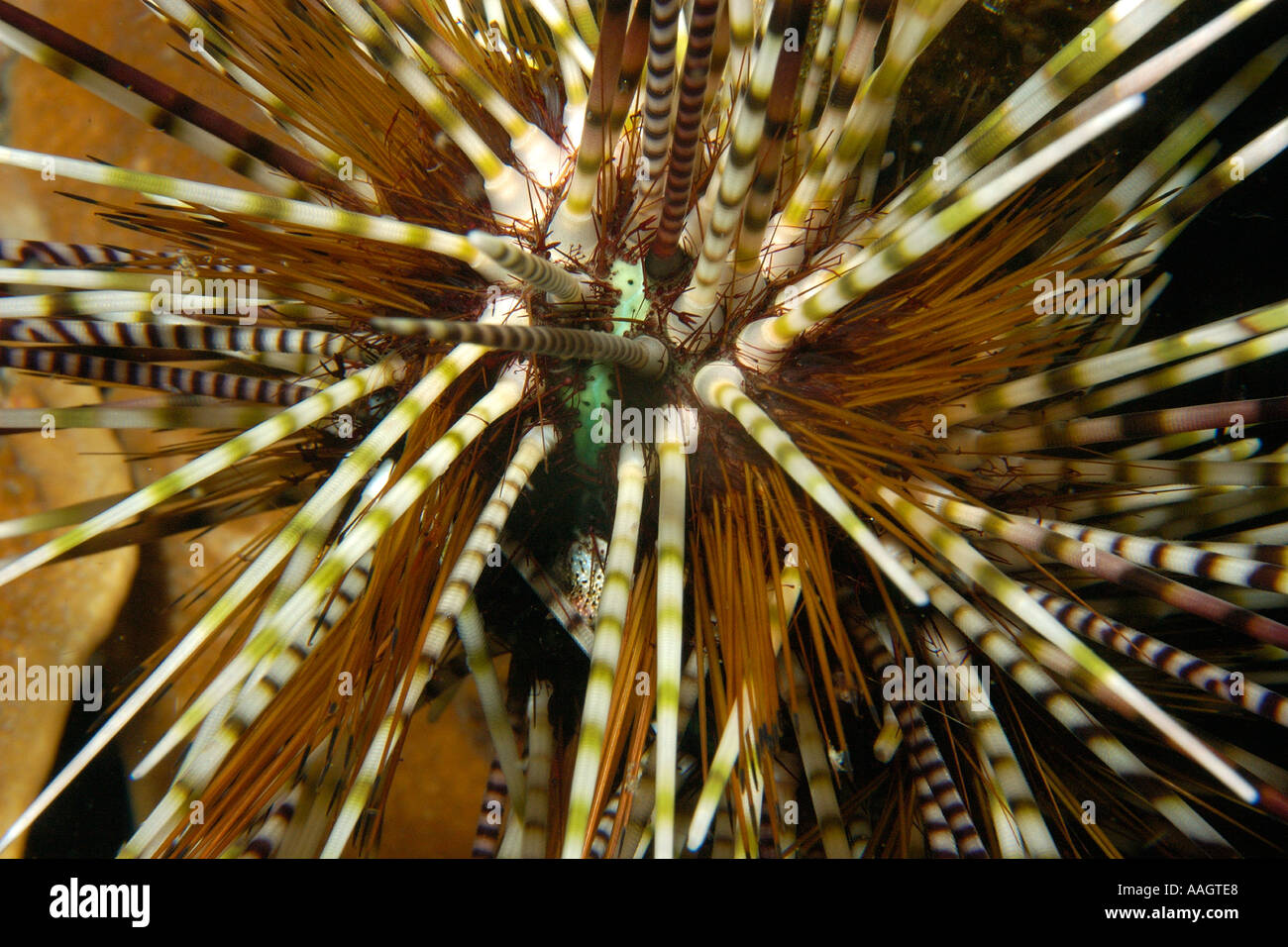 Double spined urchin Echinothrix calamaris Dumaguete Negros Island ...