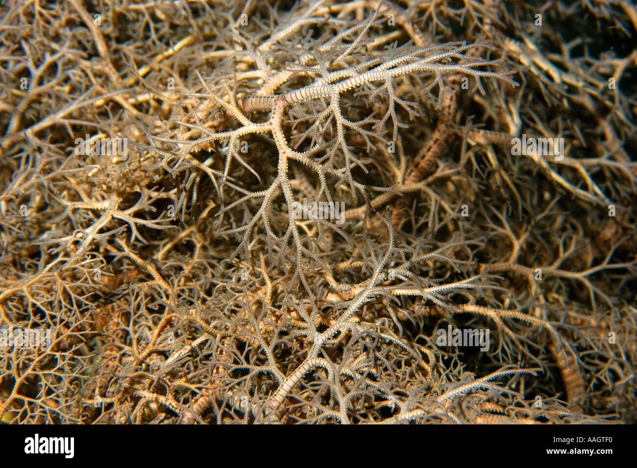 Basket star Astroboa sp at night Dumaguete Negros Island Philippines ...